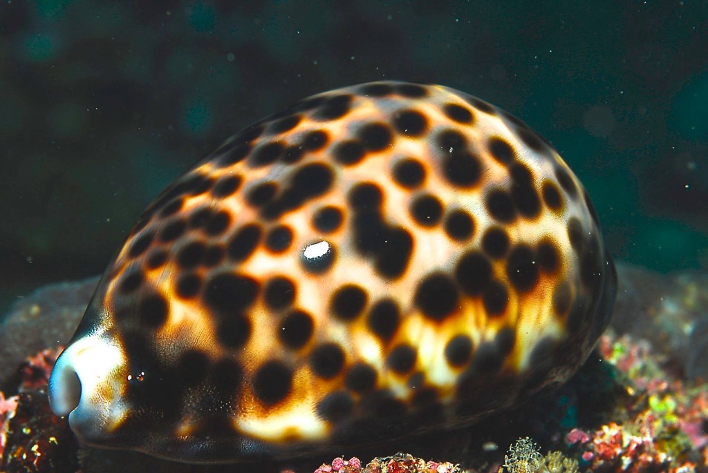 Cowrie shell with snail inside – Putney BSAC