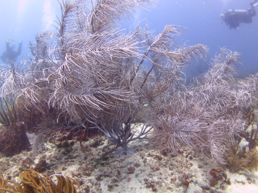 Sea fern – Putney BSAC